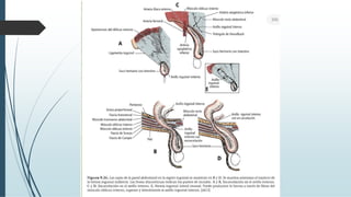 Anatomía región inguinal.pdf