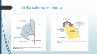 Anatomía región inguinal.pdf