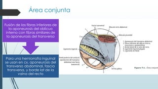 Anatomía región inguinal.pdf