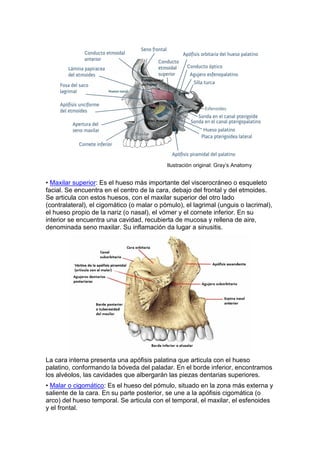 Anatomía regional de cabeza y cuello | PDF