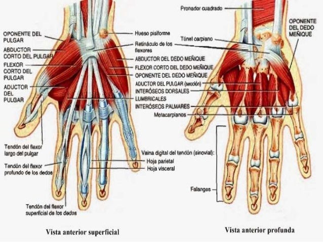 Anatomía regional de la mano