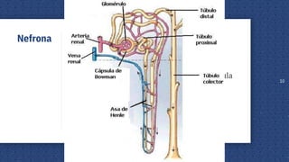 ANATOMIA RENAL/DESCRIPCION RENAL Y FISIOLOGIA | PPTX