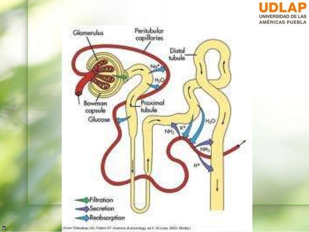 Anatomía renal macro y microscópica