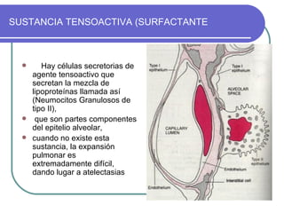Anatomía, Respiratoria | PPT
