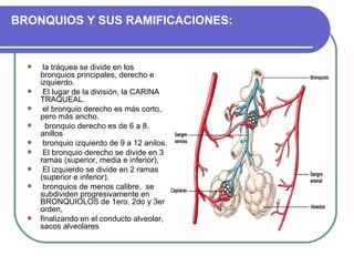 Anatomía, Respiratoria | PPT