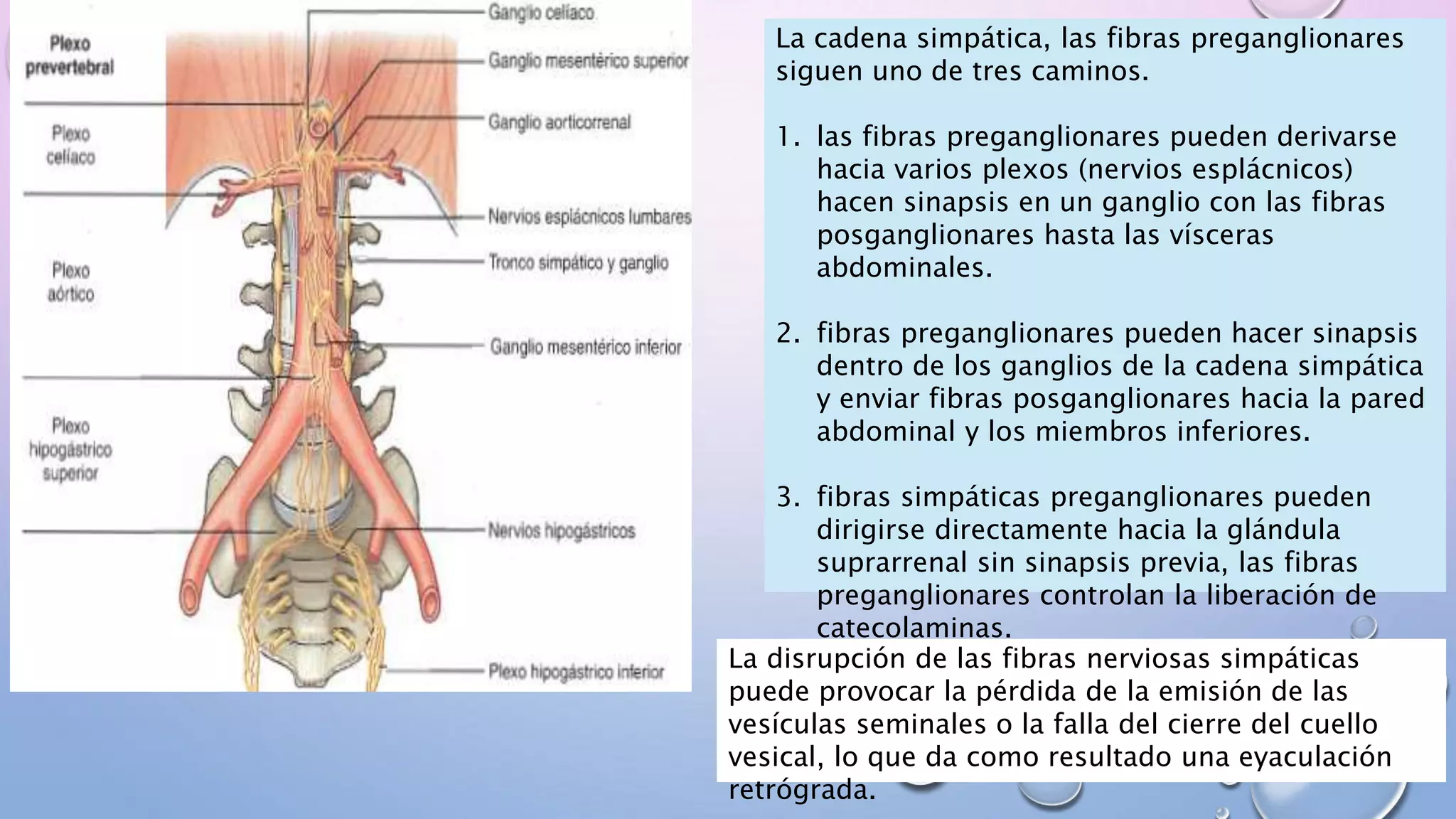 Anatomía retroperitoneo y riñon ppt.pptx