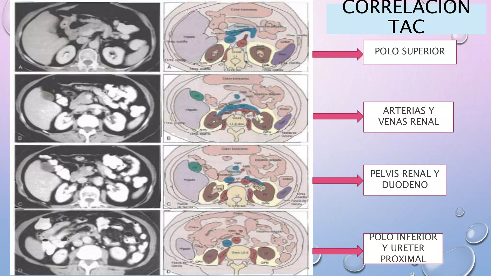 Anatomía retroperitoneo y riñon ppt.pptx