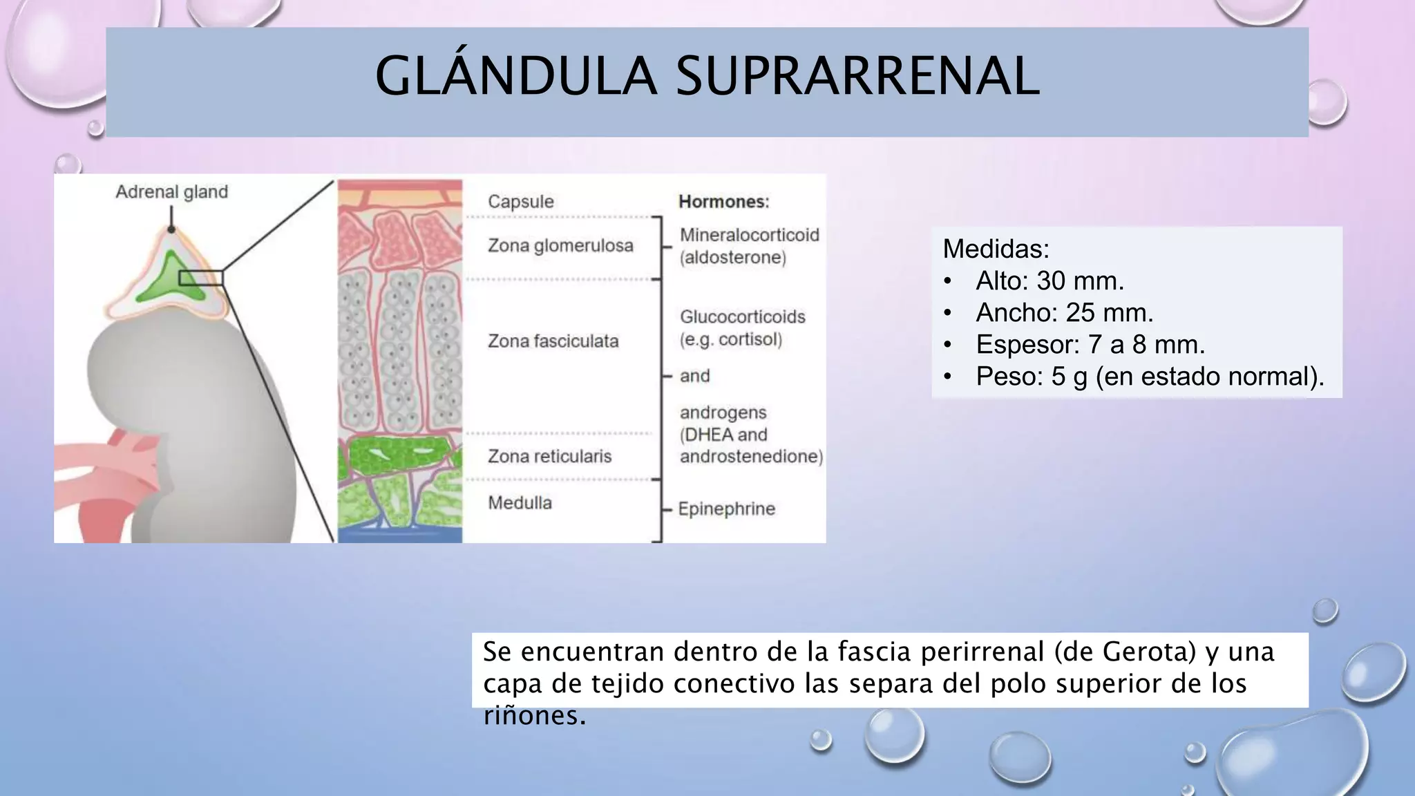 Anatomía retroperitoneo y riñon ppt.pptx