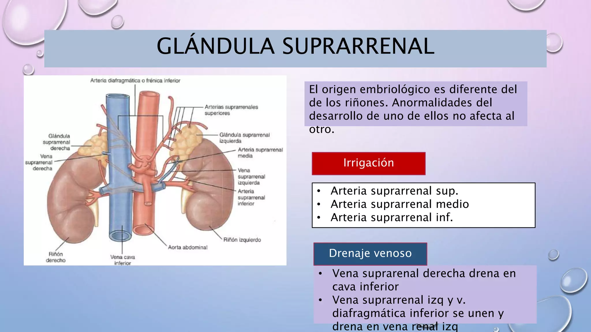 Anatomía retroperitoneo y riñon ppt.pptx