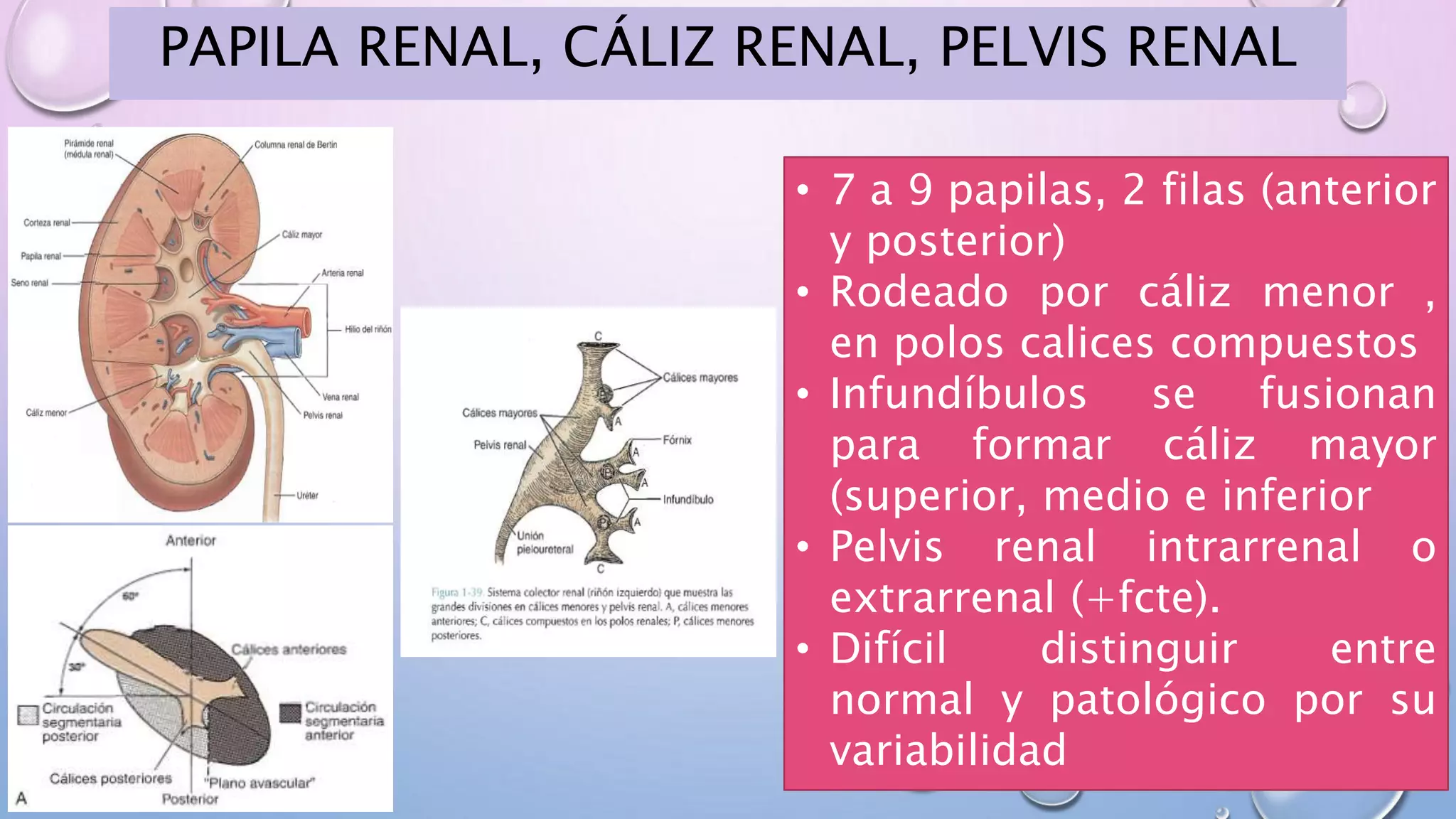 Anatomía retroperitoneo y riñon ppt.pptx
