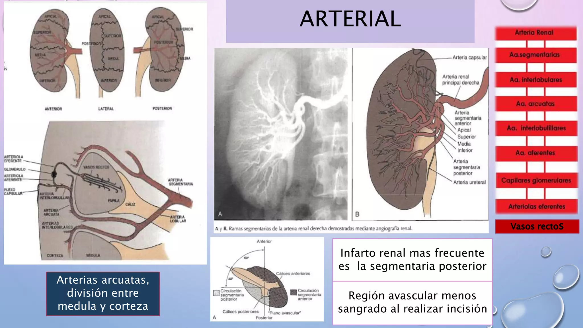 Anatomía retroperitoneo y riñon ppt.pptx