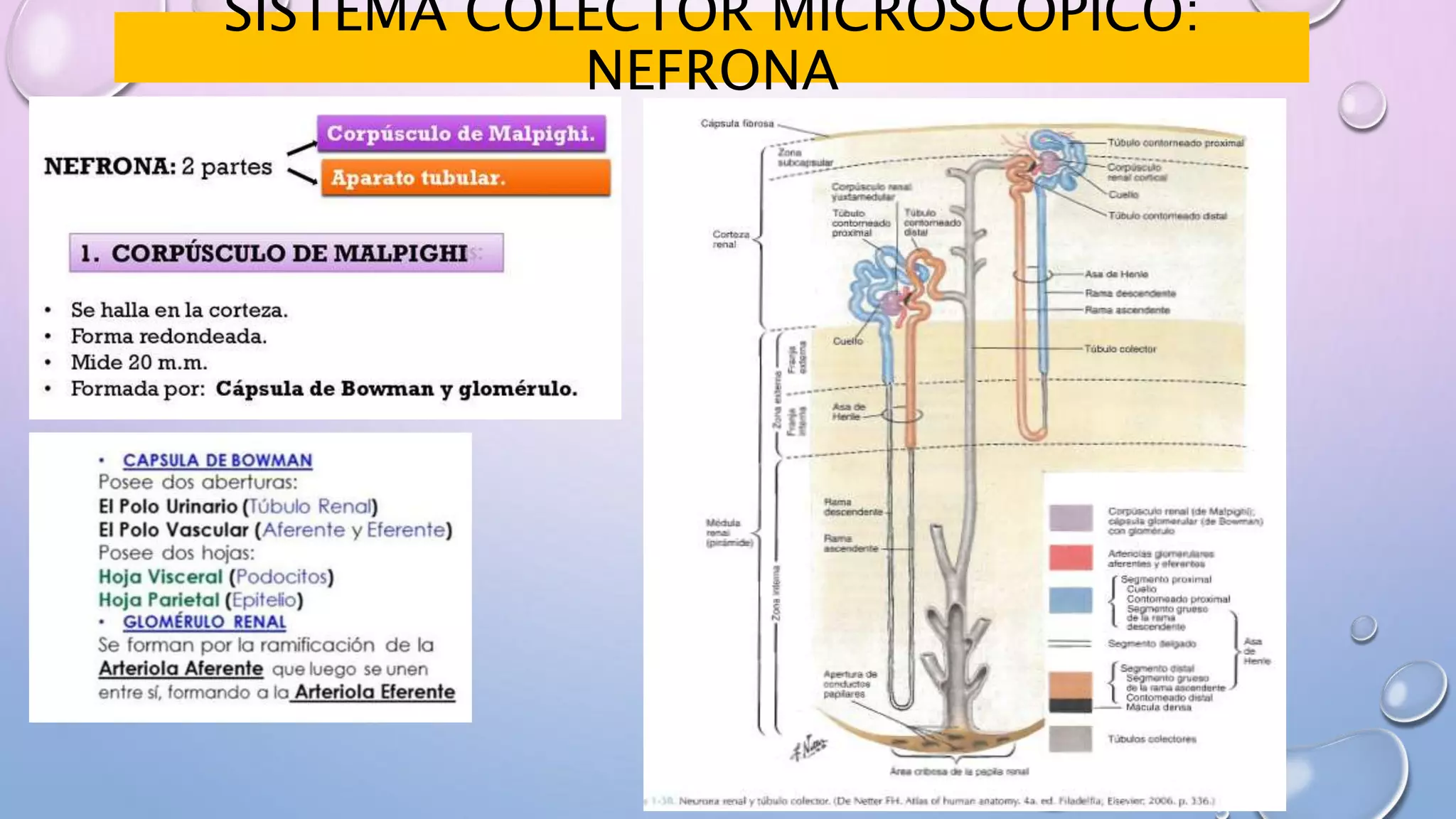 Anatomía retroperitoneo y riñon ppt.pptx