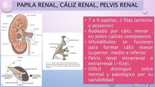 Anatomía retroperitoneo y riñon ppt.pptx