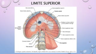 Anatomía retroperitoneo y riñon ppt.pptx