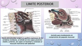 Anatomía retroperitoneo y riñon ppt.pptx