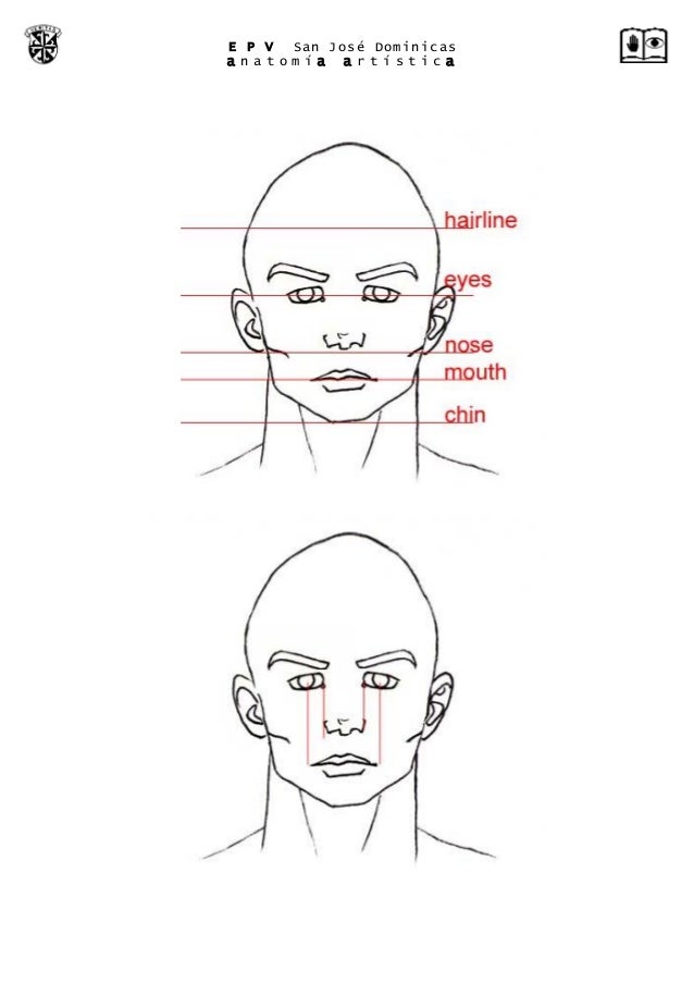 Esquema Del Rostro Humano