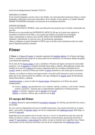 Anatomía ósea | PDF