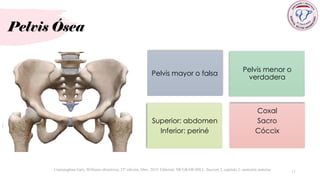 Anatomía Ósea y Blanda de la Pelvis.pptx