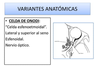 Anatomía senos paranasales | PPTX