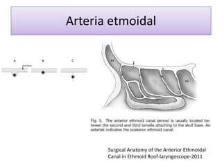 Anatomía senos paranasales | PPTX