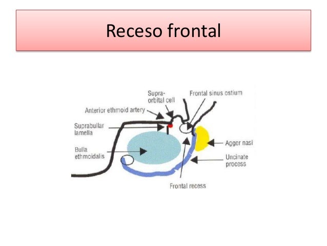 Anatomía senos paranasales
