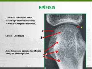 radiologia de Anatomía Sistema Articular | PDF