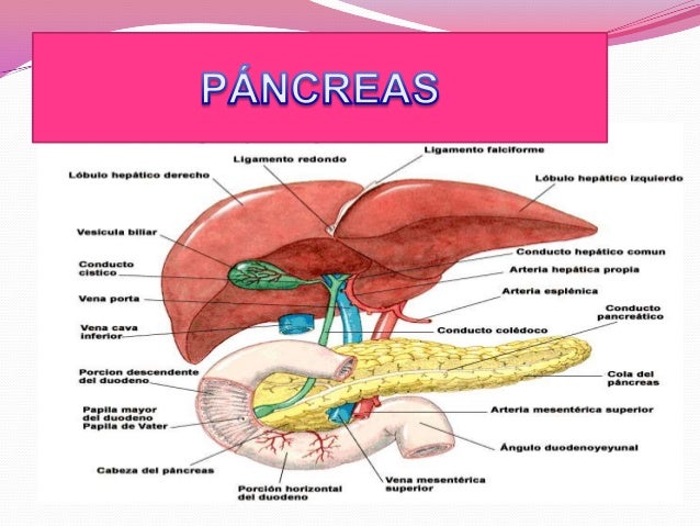 Anatomía sistema endocrino