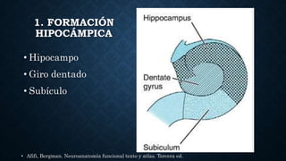 Anatomía Sistema límbico.pptx
