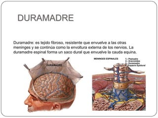 Anatomía sistema nervioso | PPT