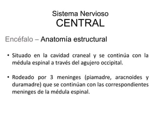 Resumen Anatomía SNC y SNP | PPTX