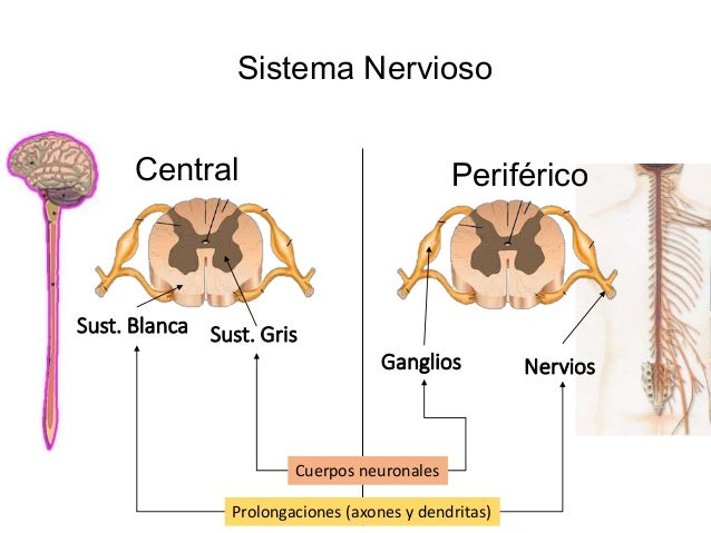 Resumen Anatomía SNC y SNP