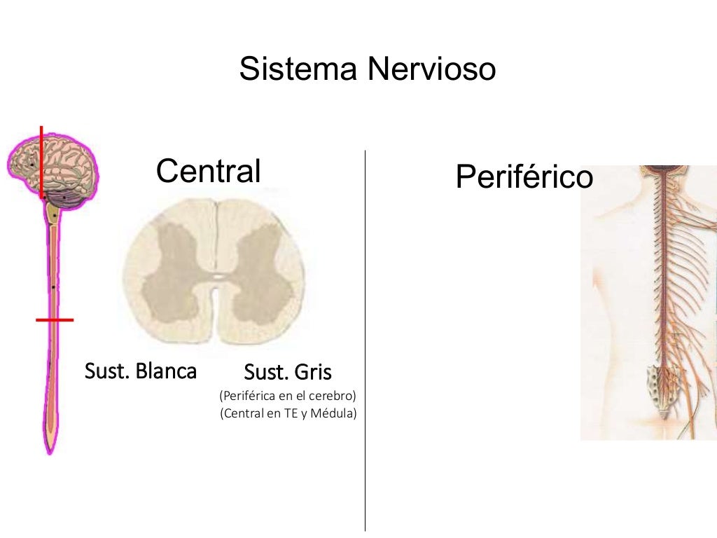 Resumen Anatomía SNC y SNP
