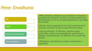 Anatomía testículo, pene, próstata | PPTX