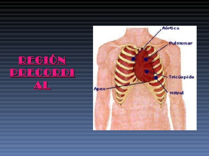 Anatomía topográfica