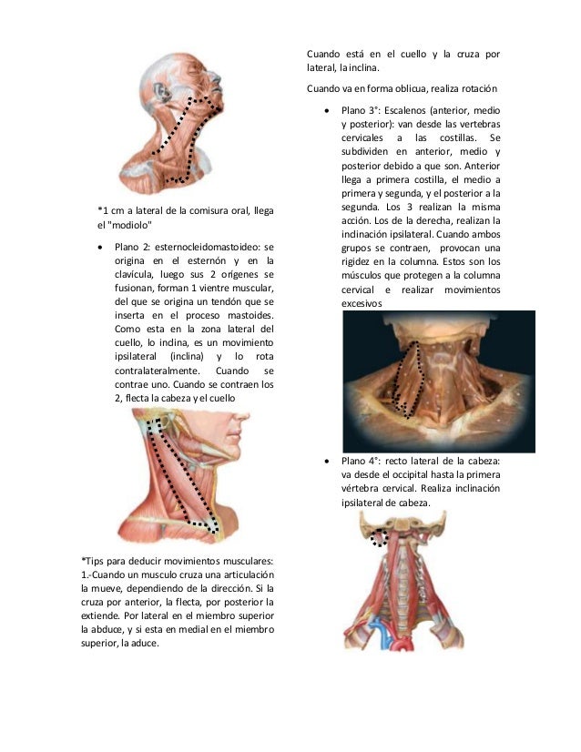 Juntar cuenco rosado anatomia topografica del cuello Distante Gobernar acumular
