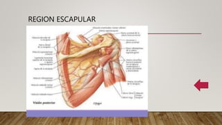 Anatomía topográfica de miembro superior.pptx