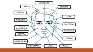 Anatomía Topográfica_IbarraAdriana.pptx