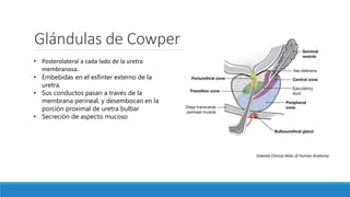 Anatomía Uretra.pptx