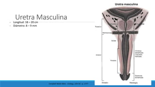 Anatomía Uretra.pptx
