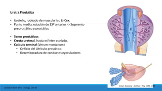 Anatomía Uretra.pptx