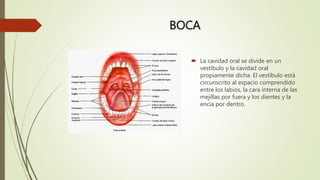Anatomía vía area.pptx