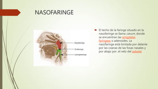 Anatomía vía area.pptx