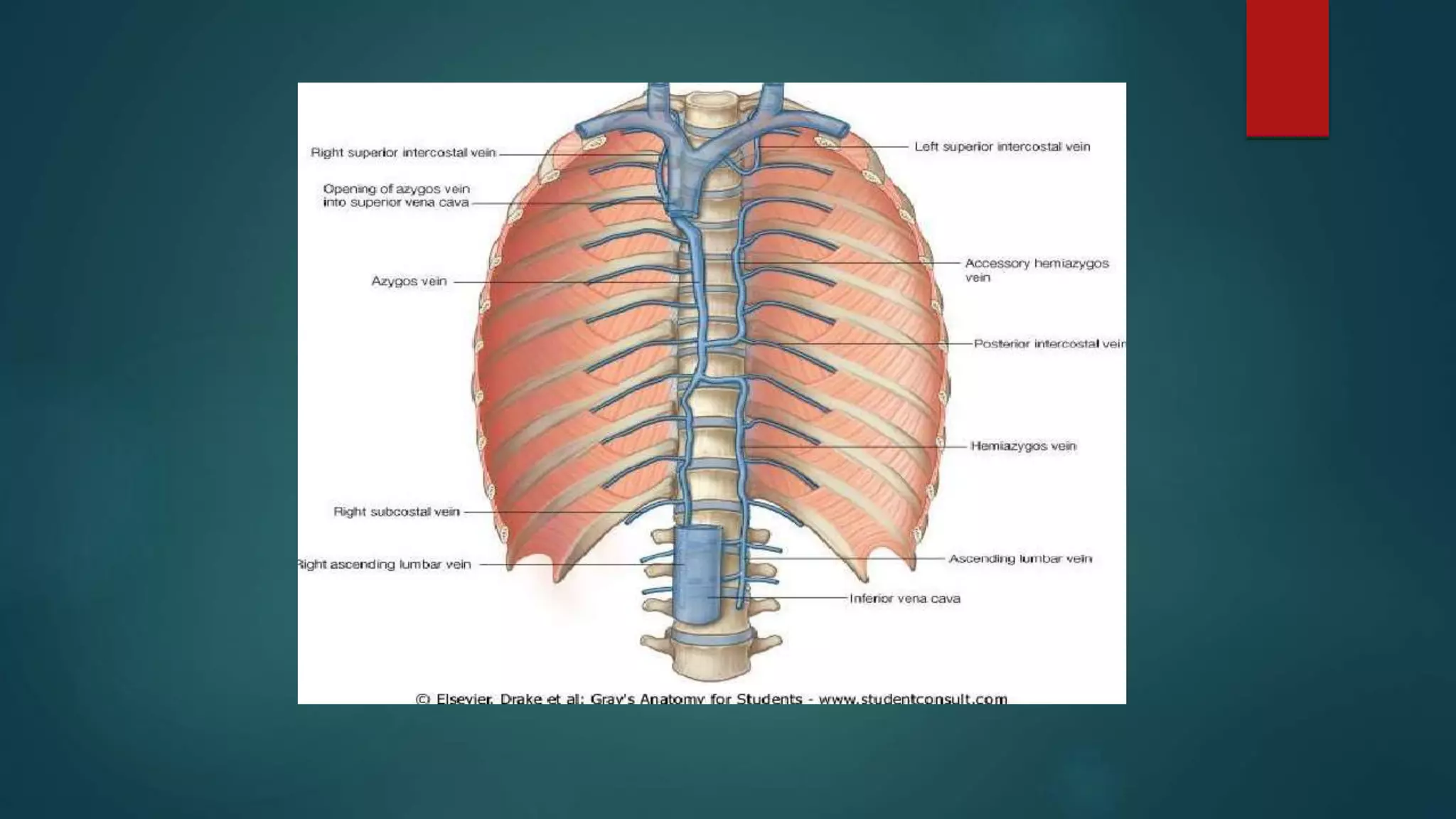 ANATOMÍA VASCULAR FINAL.pptx
