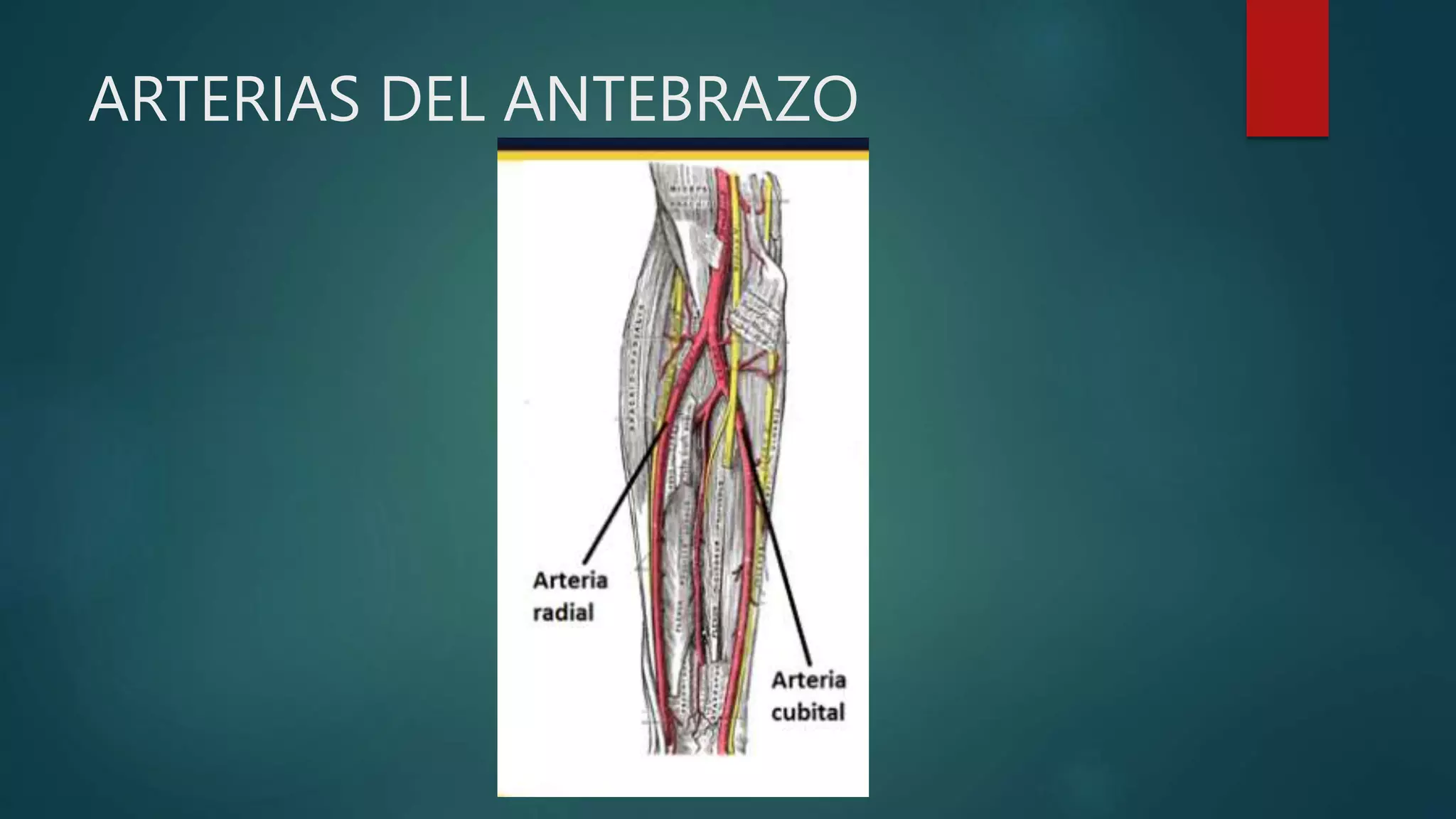 ANATOMÍA VASCULAR FINAL.pptx
