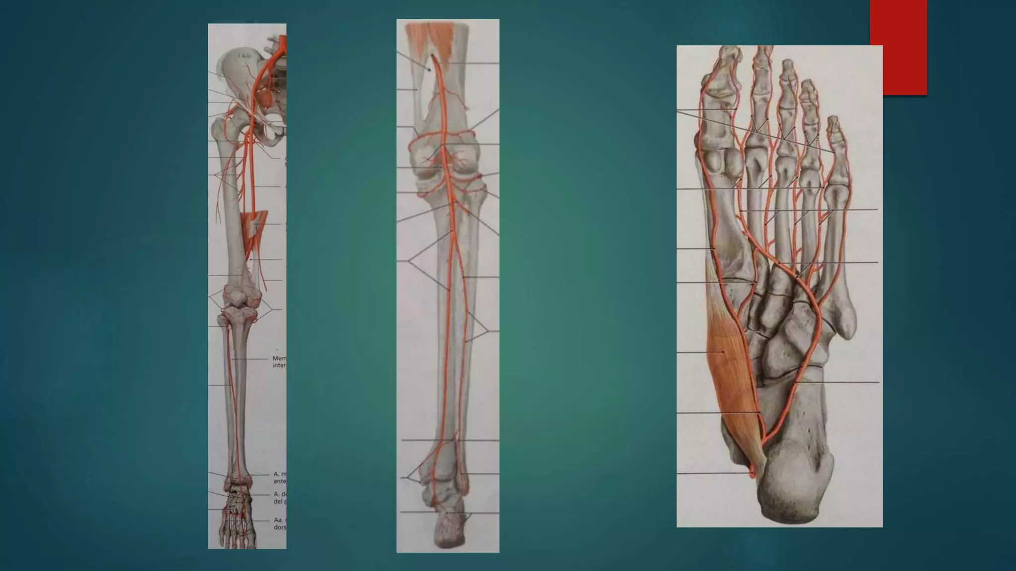 ANATOMÍA VASCULAR FINAL.pptx