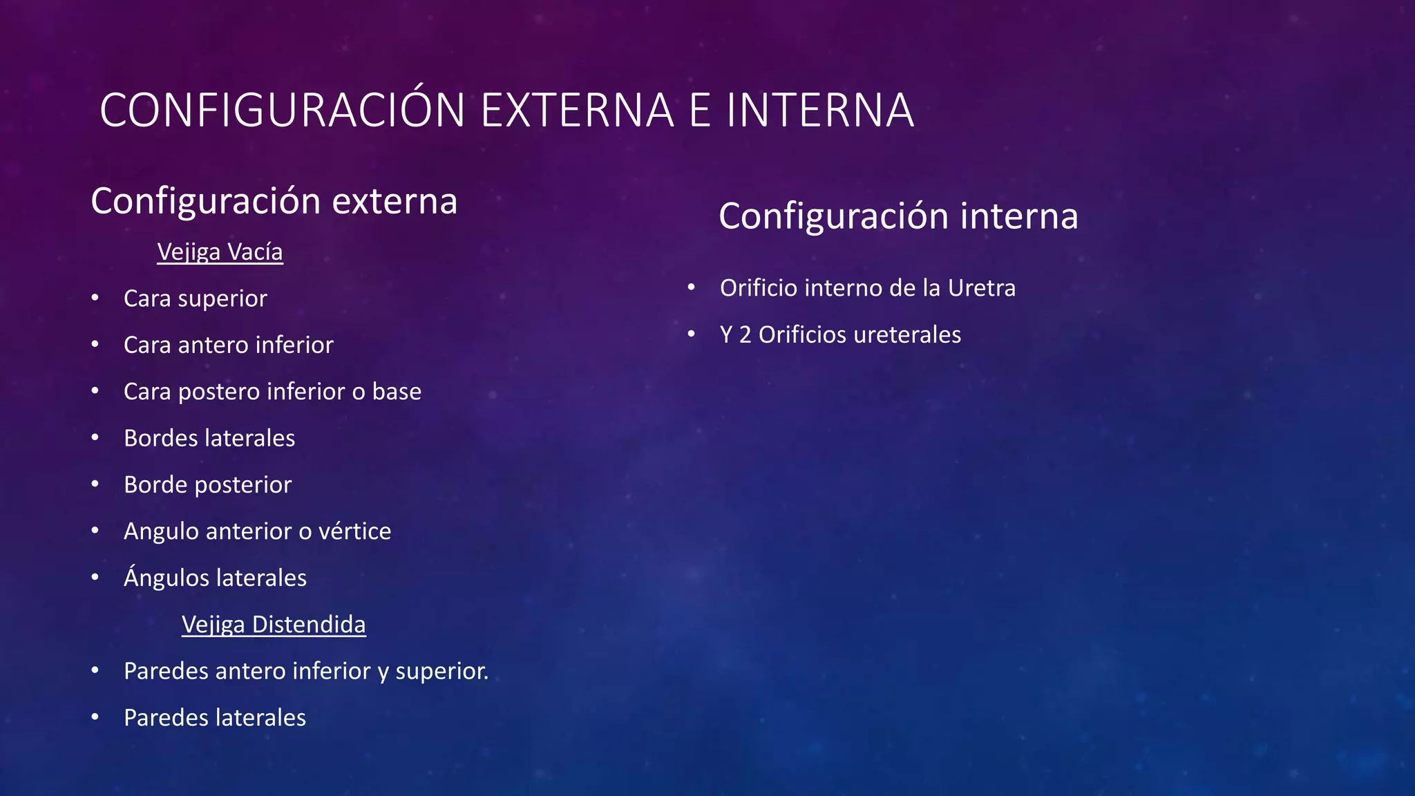 Anatomía vejiga y uretra | PPT