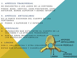 VERTEBRAS | PPTX