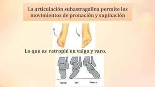 Anatomía y biomecánica del primer radio. | PPTX