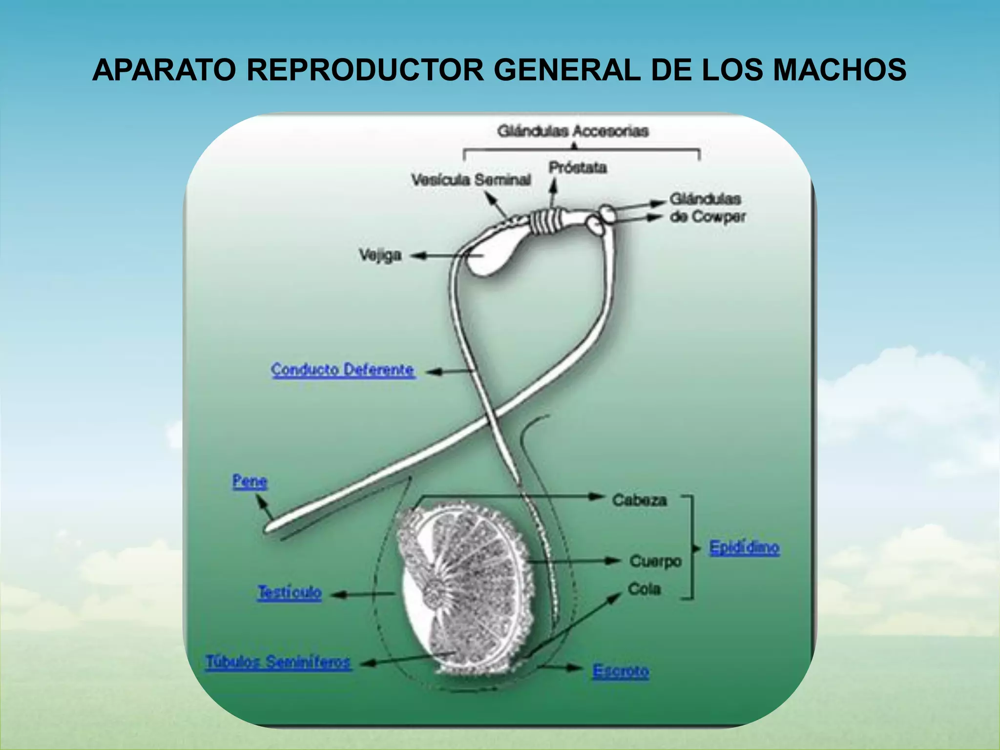 Anatomía y fesiologia aparato reproductor bovino