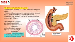 ANATOMÍA, FISIOLOGÍA Y HISTOLOGÍA HUMANA pptx | PPTX